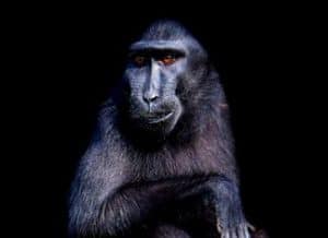 Black Monkeys | 113 Types of Black Monkeys | Black Primates