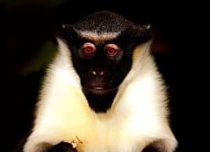 Black Monkeys | 113 Types of Black Monkeys | Black Primates