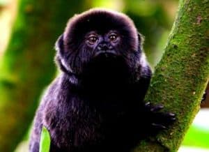 Black Monkeys | 113 Types of Black Monkeys | Black Primates