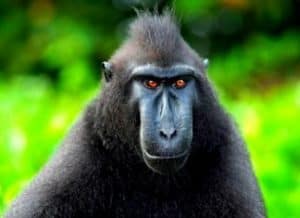 Black Monkeys | 113 Types of Black Monkeys | Black Primates