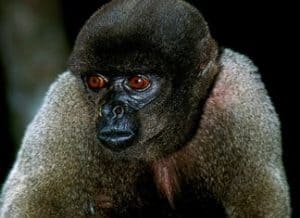 Black Monkeys | 113 Types of Black Monkeys | Black Primates