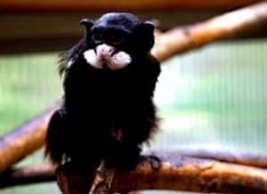 Black Monkeys | 113 Types of Black Monkeys | Black Primates