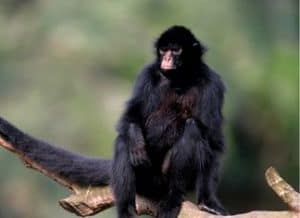 Peruvian Monkeys | Monkeys Endemic To Peru | BioExplorer