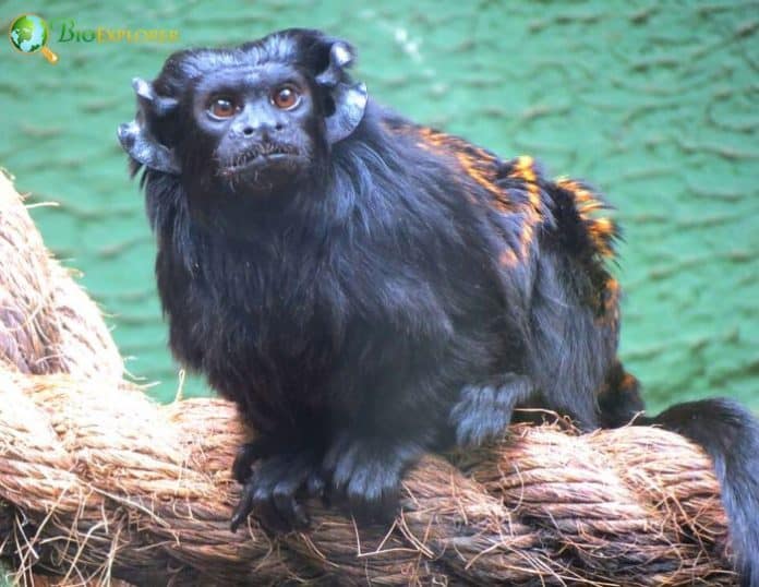 Black Tamarin Characteristics | Saguinus niger Diet & Facts
