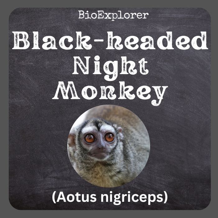 Black-headed Night Monkey Characteristics | Aotus Nigriceps Facts ...