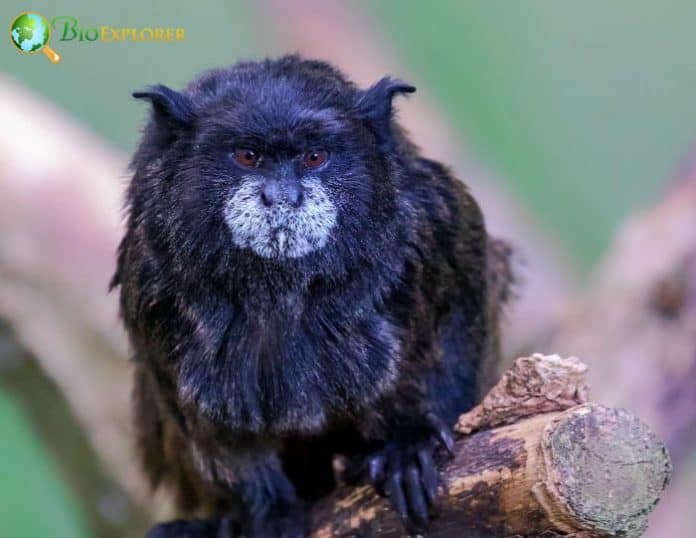 Black-mantled Tamarin Characteristics | Leontocebus Nigricollis Facts ...