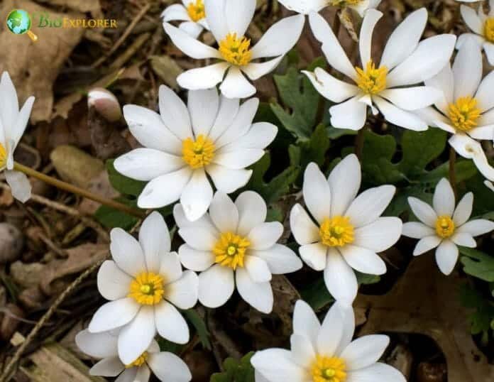 Blood Root Flower | Sanguinaria canadensis | Bloodwort | BioExplorer.net