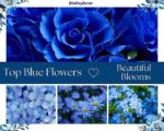 Top 43 BEST Blue Flowers | Mesmerizing Blue Blossoms | Pictures