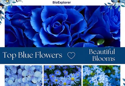 Exotic Flowers | 25 Most Known Exotic Flowering Plants Ever!