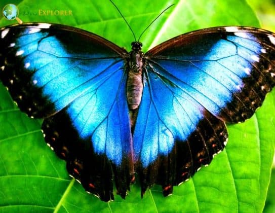 What Animals Live In Rainforests? | Explore Top 27 Rainforest Animals