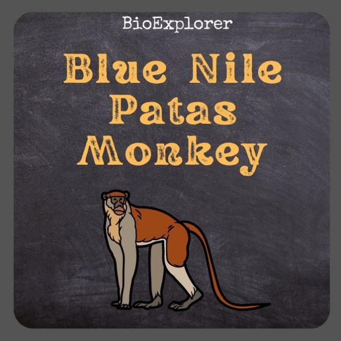 334 Types of Monkeys - Bio Explorer