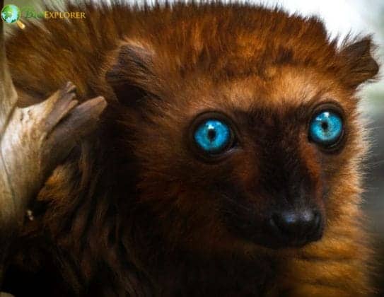 Blue-Eyed Black Lemur | Eulemur Flavifrons | Lemur Species | Facts