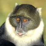 Blue Monkey Characteristics | Samango Monkey | Cercopithecus Mitis Diet ...