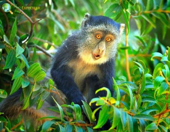 Blue Monkey Characteristics | Samango Monkey | Cercopithecus Mitis Diet ...