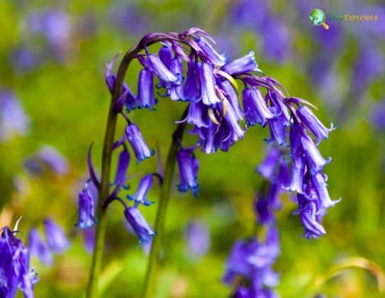 Bluebell Flower | Hyacinthoides non-scripta | Fun Facts