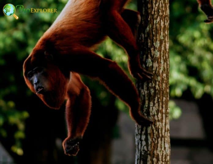 Bolivian Red Howler Characteristics | Alouatta Sara Facts | BioExplorer