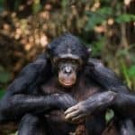 Bonobo Characteristics | Pan Paniscus Diet & Facts | BioExplorer