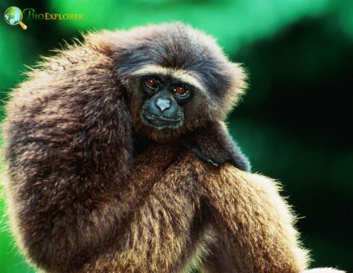 Bornean Gibbon Characteristics | Hylobates Muelleri Diet & Facts