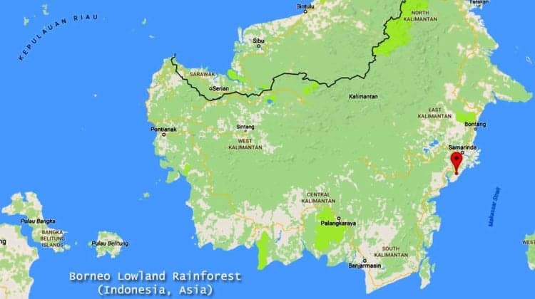 World's Top Rainforests | Tropical Rainforests | BioExplorer