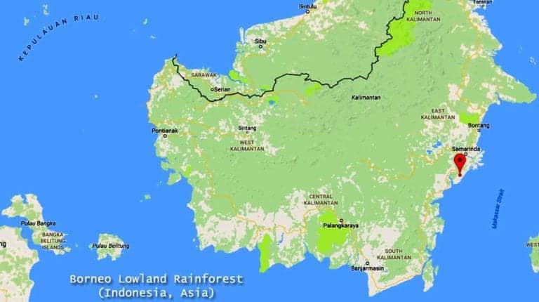 World's Top Rainforests | Tropical Rainforests | BioExplorer