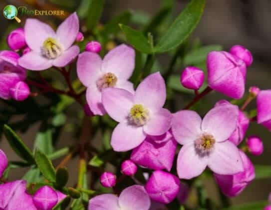 Brown Boronia Flower | Boronia megastigma | BioExplorer.net