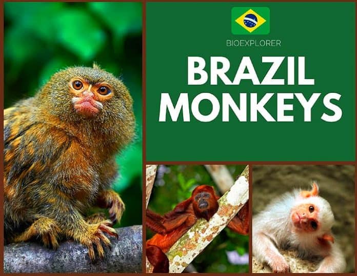 Brazilian Monkeys | Monkeys Native To Brazil | BioExplorer