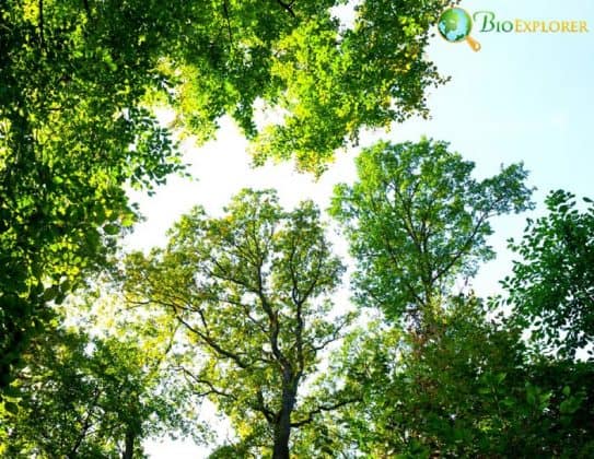 Types of Trees | Deciduous Trees | Evergreen Trees | Pictures