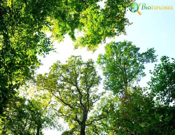 Types of Trees | Deciduous Trees | Evergreen Trees | Pictures