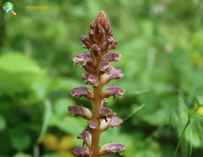 Broomrape Flower | Orobanche | Chlorophyll-Free Plant | BioExplorer