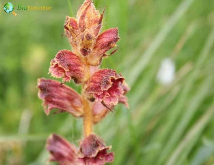 Broomrape Flower | Orobanche | Chlorophyll-Free Plant | BioExplorer