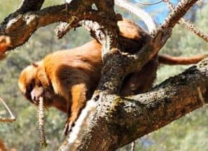 Brown Monkeys | Types of Brown Monkeys | BioExplorer.net