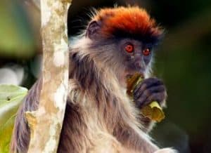 Brown Monkeys | Types of Brown Monkeys | BioExplorer.net