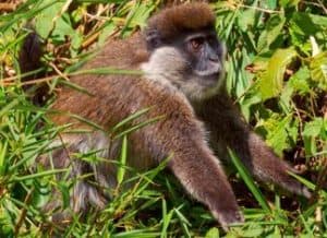 Brown Monkeys | Types of Brown Monkeys | BioExplorer.net