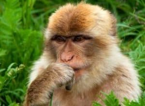 Brown Monkeys | Types of Brown Monkeys | BioExplorer.net