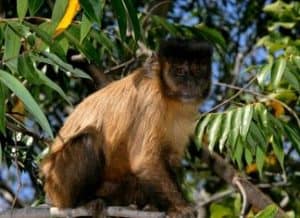Brown Monkeys | Types of Brown Monkeys | BioExplorer.net