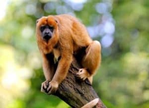 Brown Monkeys | Types of Brown Monkeys | BioExplorer.net