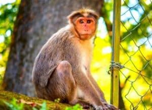 Brown Monkeys | Types of Brown Monkeys | BioExplorer.net