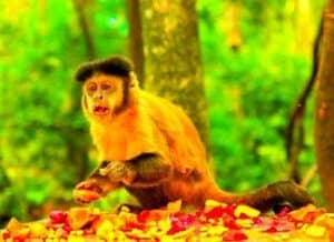 Brown Monkeys | Types of Brown Monkeys | BioExplorer.net