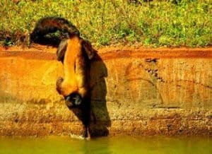 Brown Monkeys | Types of Brown Monkeys | BioExplorer.net