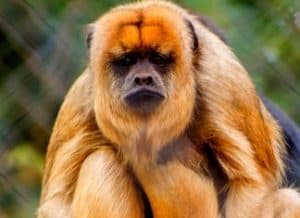 Brown Monkeys | Types of Brown Monkeys | BioExplorer.net