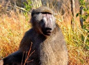 Brown Monkeys | Types of Brown Monkeys | BioExplorer.net