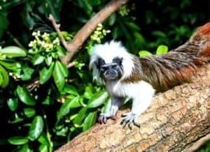 Brown Monkeys | Types of Brown Monkeys | BioExplorer.net