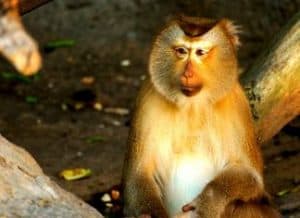 Brown Monkeys | Types of Brown Monkeys | BioExplorer.net