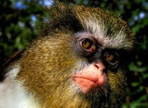 Brown Monkeys | Types of Brown Monkeys | BioExplorer.net