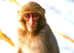 Brown Monkeys | Types of Brown Monkeys | BioExplorer.net