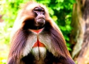 Brown Monkeys | Types of Brown Monkeys | BioExplorer.net