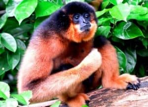 Brown Monkeys | Types of Brown Monkeys | BioExplorer.net