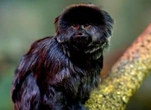 Brown Monkeys | Types of Brown Monkeys | BioExplorer.net