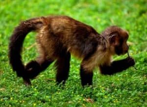 Brown Monkeys | Types of Brown Monkeys | BioExplorer.net