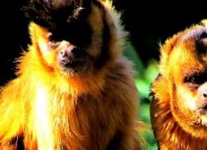 Brown Monkeys | Types of Brown Monkeys | BioExplorer.net